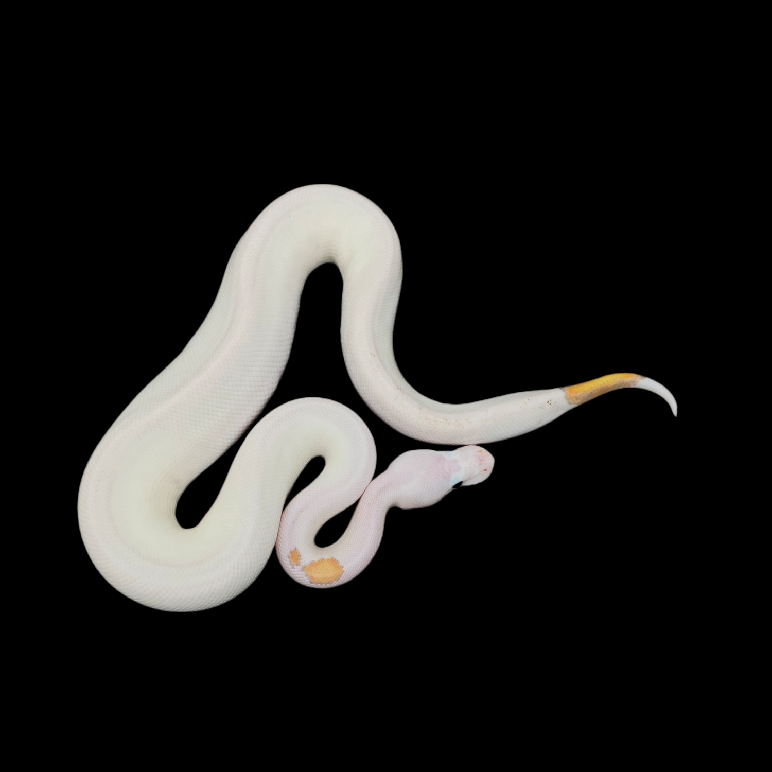 Banana Pinto Pied Ball Python by The Florida Reptile Ranch - MorphMarket