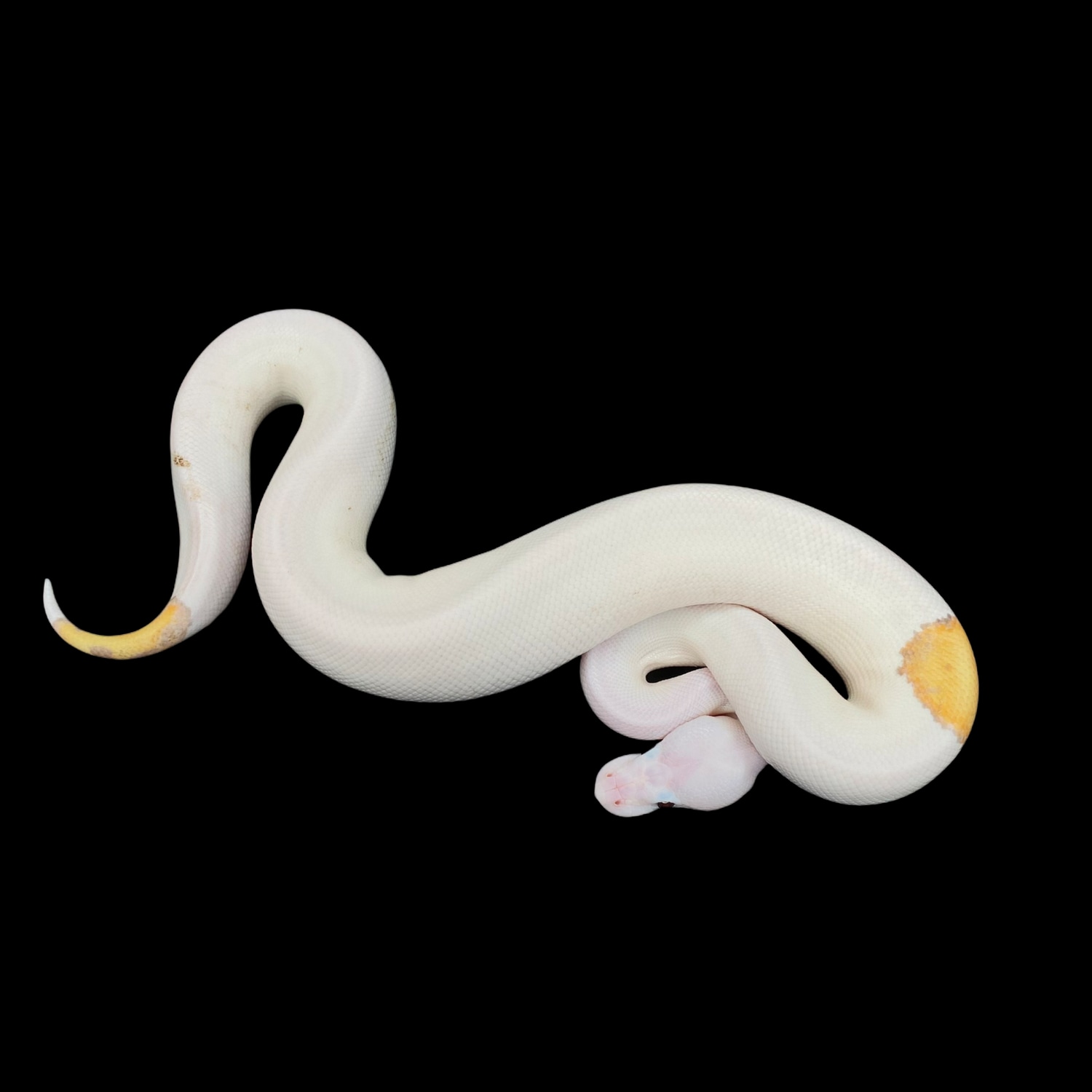 Banana Pinto Pied Ball Python by The Florida Reptile Ranch - MorphMarket