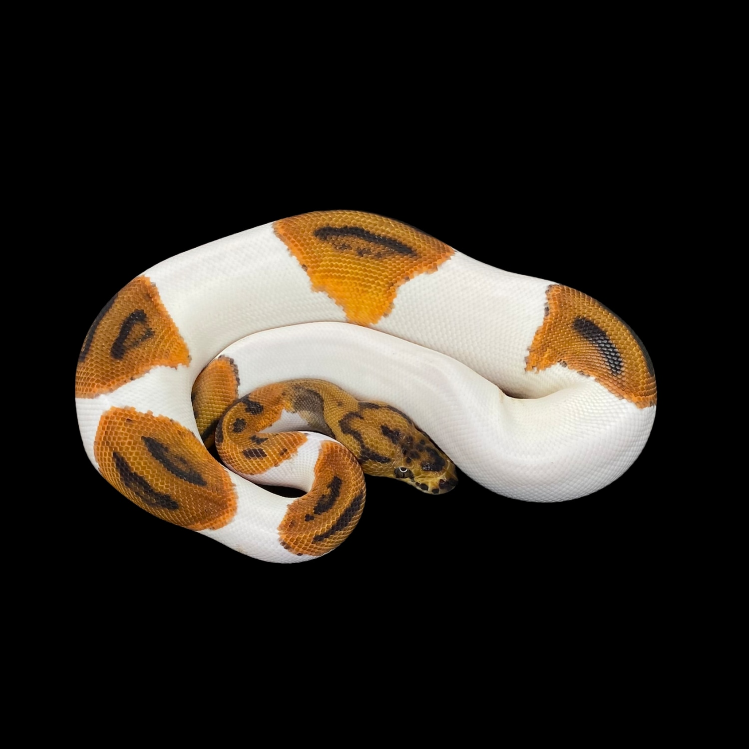 Clown Pied Het Albino Ball Python by The Florida Reptile Ranch - MorphMarket