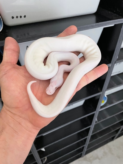 White Demon- All White Albino BEL With Small Red Eyes U Ball Python by ...