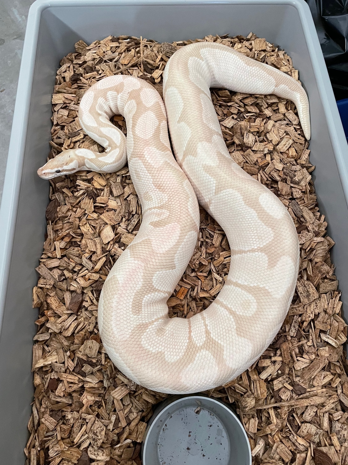 Lavender Snow Ball Python by The Florida Reptile Ranch - MorphMarket