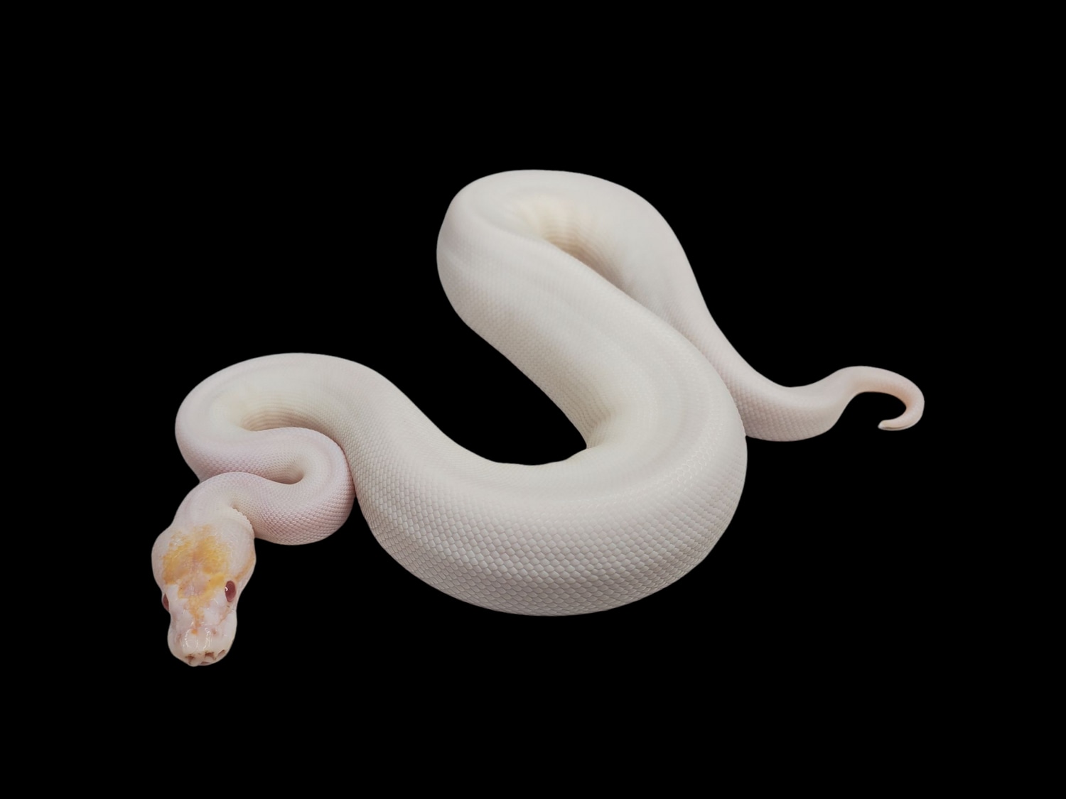 Albino Pinto Pied Ball Python by The Florida Reptile Ranch - MorphMarket