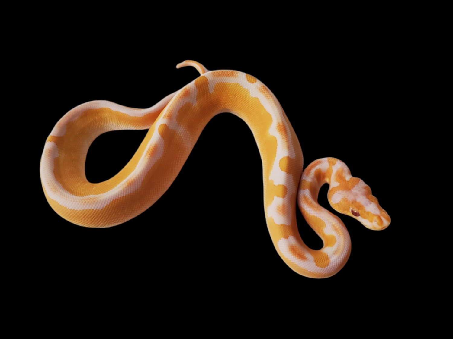 Lavender Clown Ball Python by The Florida Reptile Ranch - MorphMarket