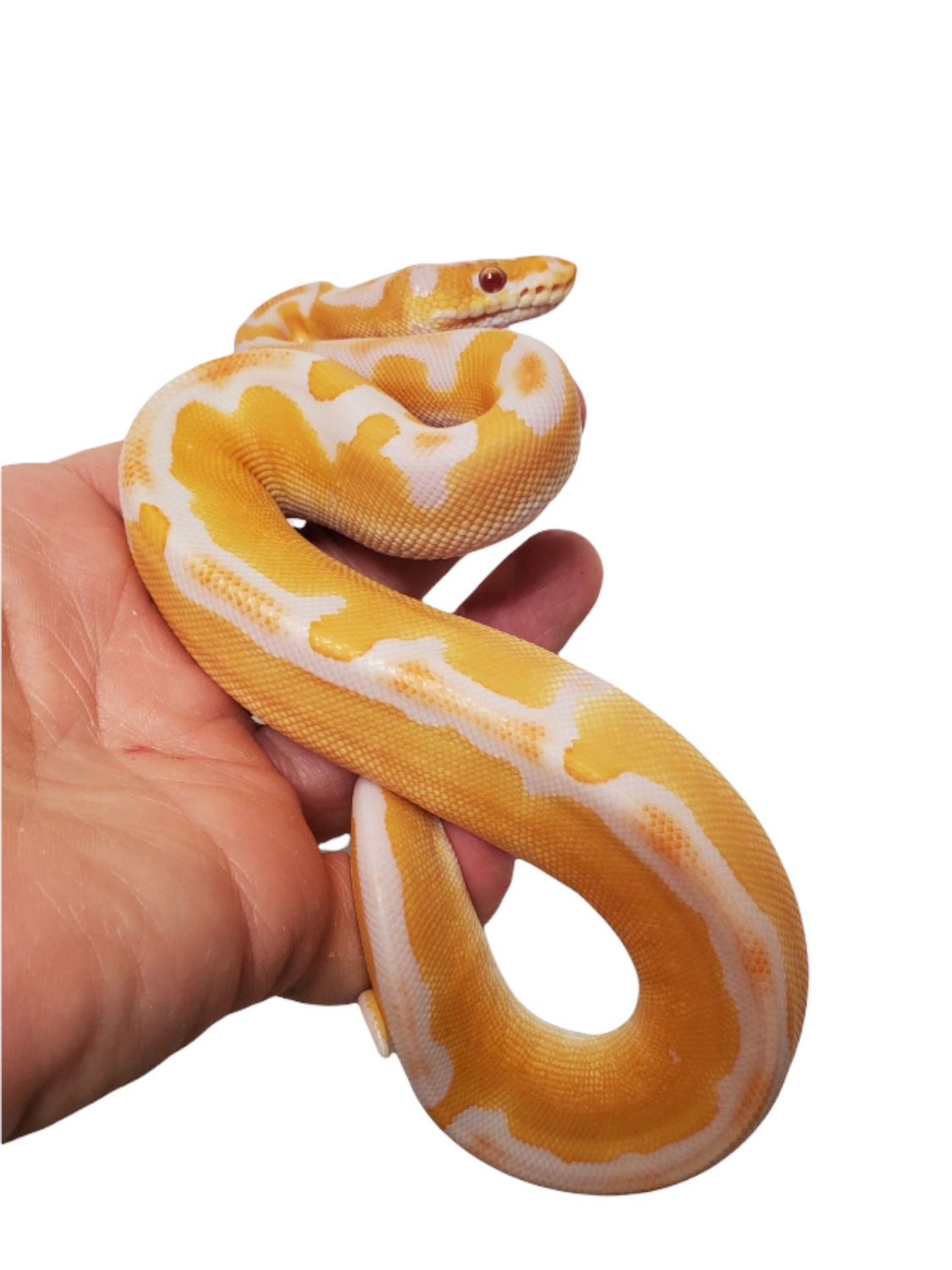 Lavender Clown Ball Python by The Florida Reptile Ranch - MorphMarket