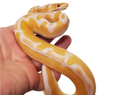 Lavender Clown Ball Python by The Florida Reptile Ranch - MorphMarket USA