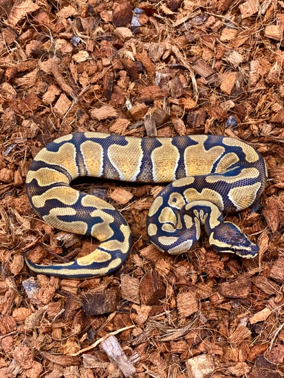 Enchi NR Mandarin Ball Python by The Florida Reptile Ranch