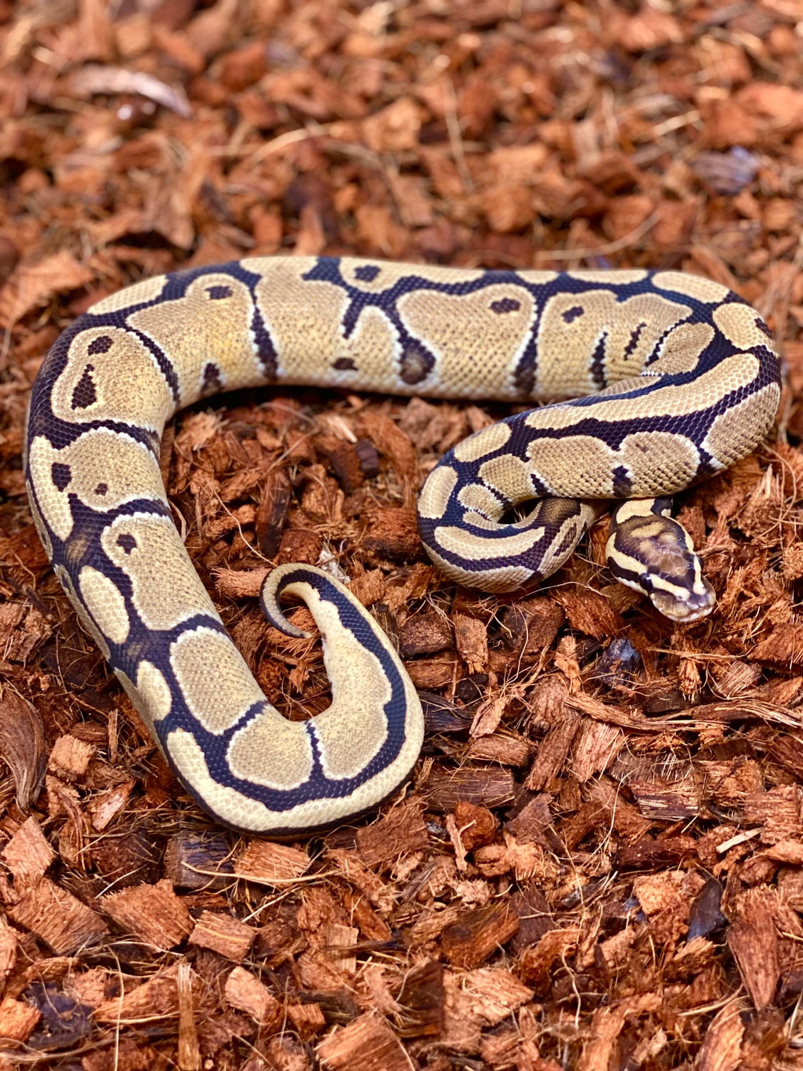Fire NR Mandarin Ball Python by The Florida Reptile Ranch - MorphMarket