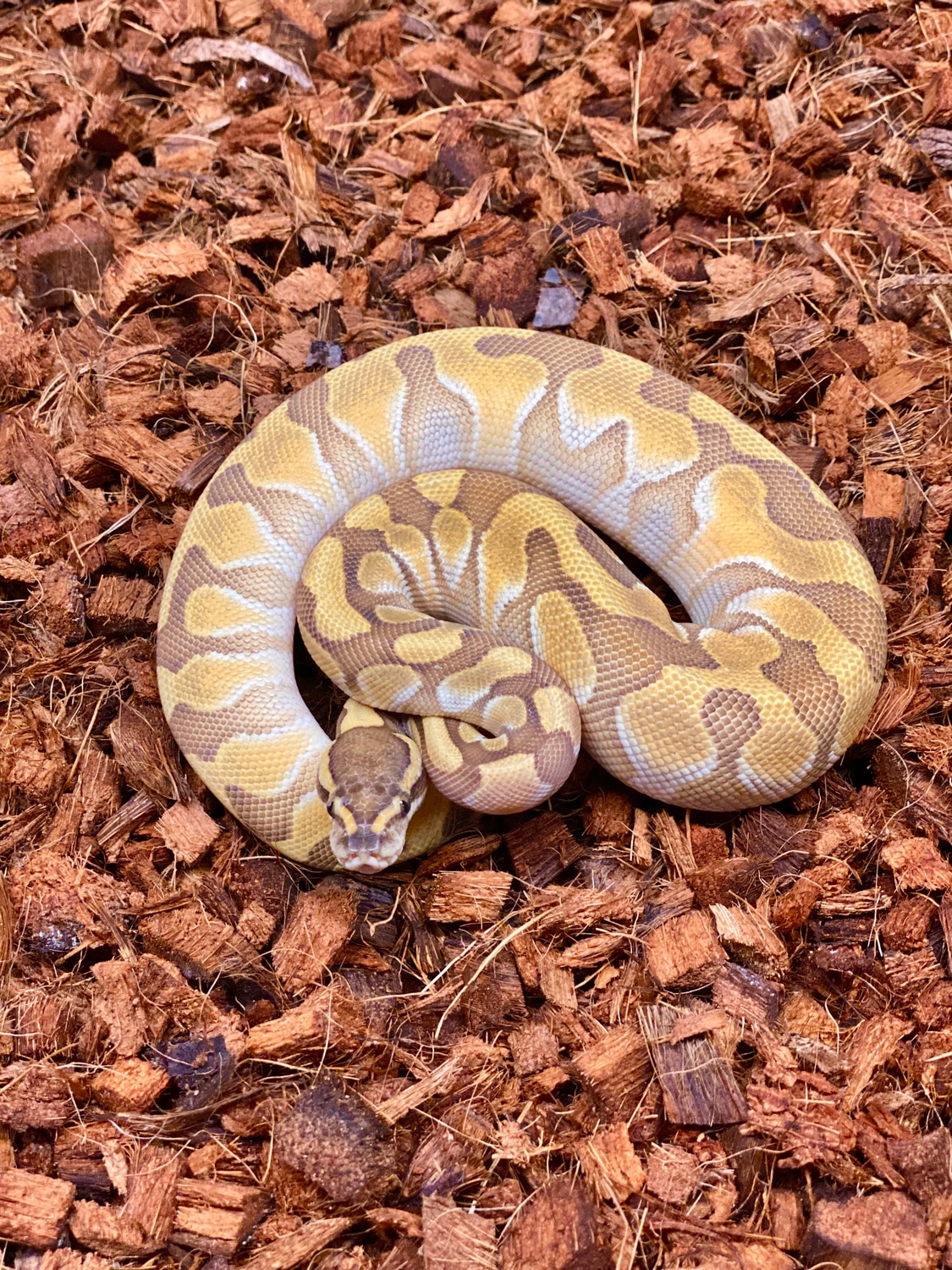 Enchi Lesser NR Mandarin Ball Python by The Florida Reptile Ranch ...