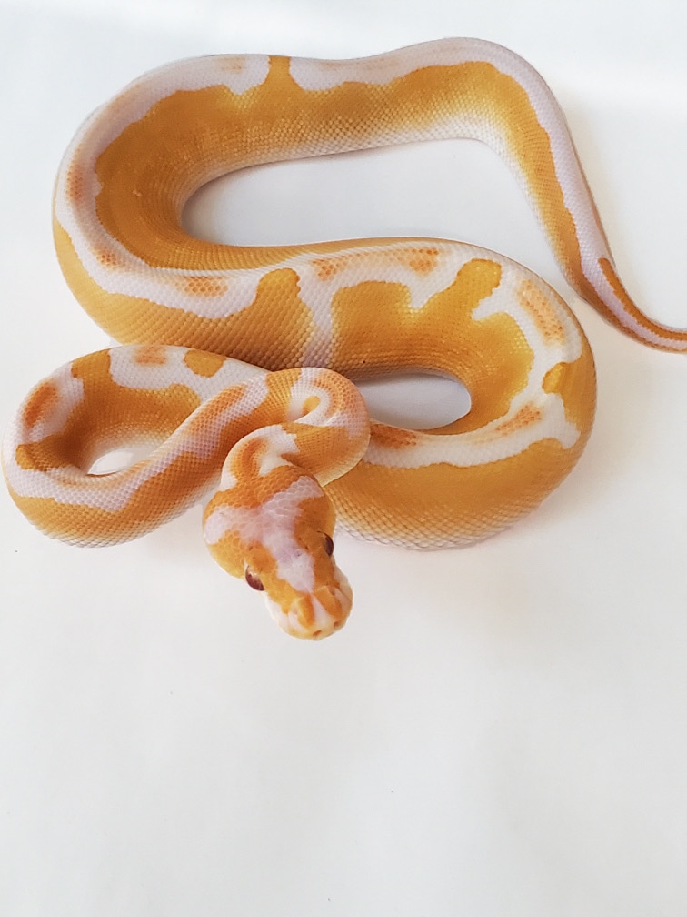 Lavender Clown Ball Python by The Florida Reptile Ranch - MorphMarket