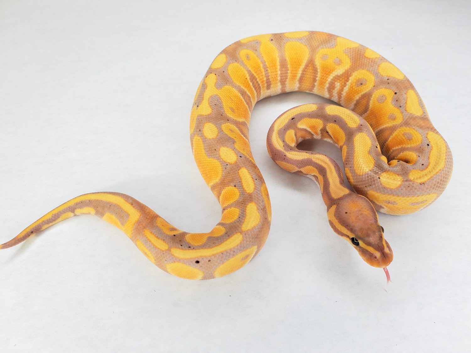 Banana DH Clown Pied- Female Ball Python by The Florida Reptile Ranch ...