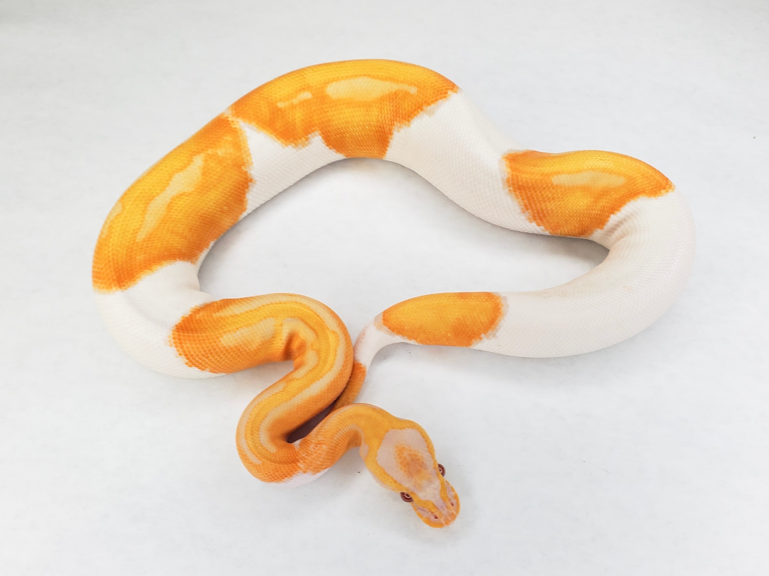 Candino Pied P. Candy- Female Ball Python by The Florida Reptile Ranch ...