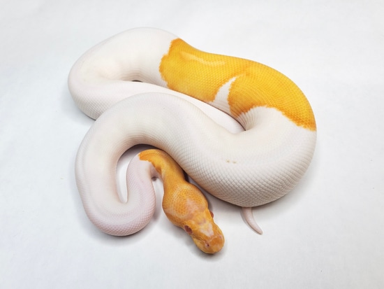 Albino Clown Pied- Female Ball Python by The Florida Reptile Ranch