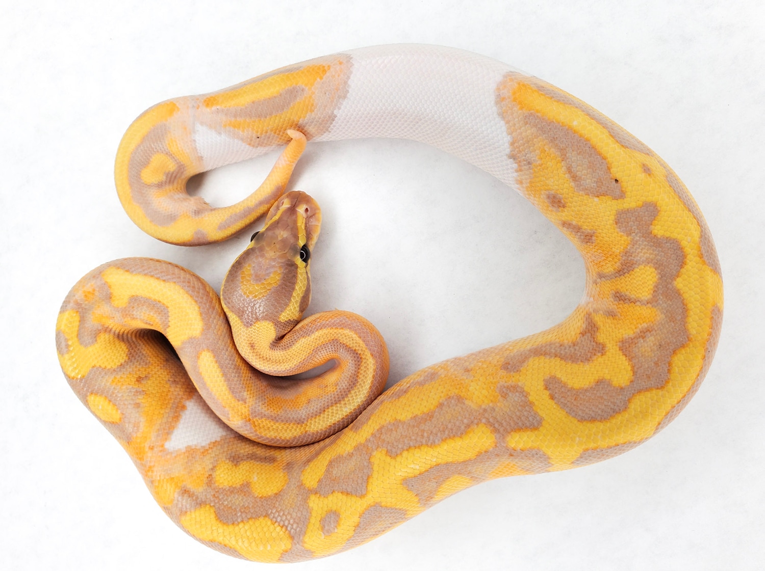 Pied Banana Het Albino- Female Ball Python by The Florida Reptile Ranch ...