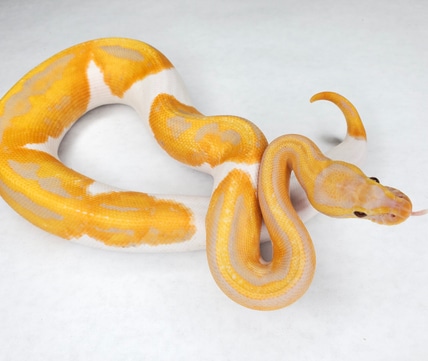Candy Clown 50% Het Pied Male Ball Python by The Florida Reptile Ranch ...