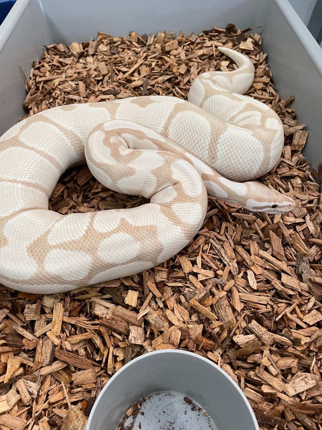 Lavender Snow Ball Python by The Florida Reptile Ranch - MorphMarket