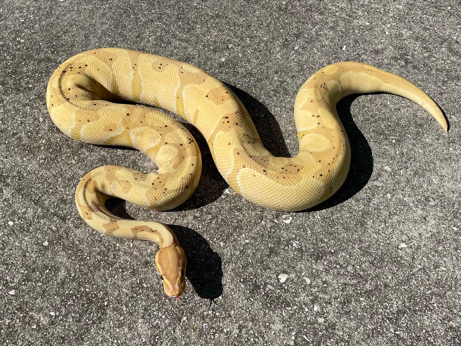 Banana Enchi Ball Python by The Florida Reptile Ranch - MorphMarket