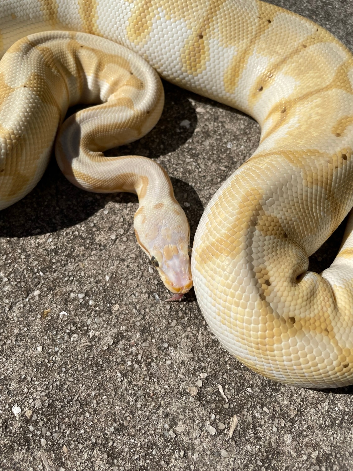 Scaleless Head Banana Bee Ball Python by The Florida Reptile Ranch - MorphMarket