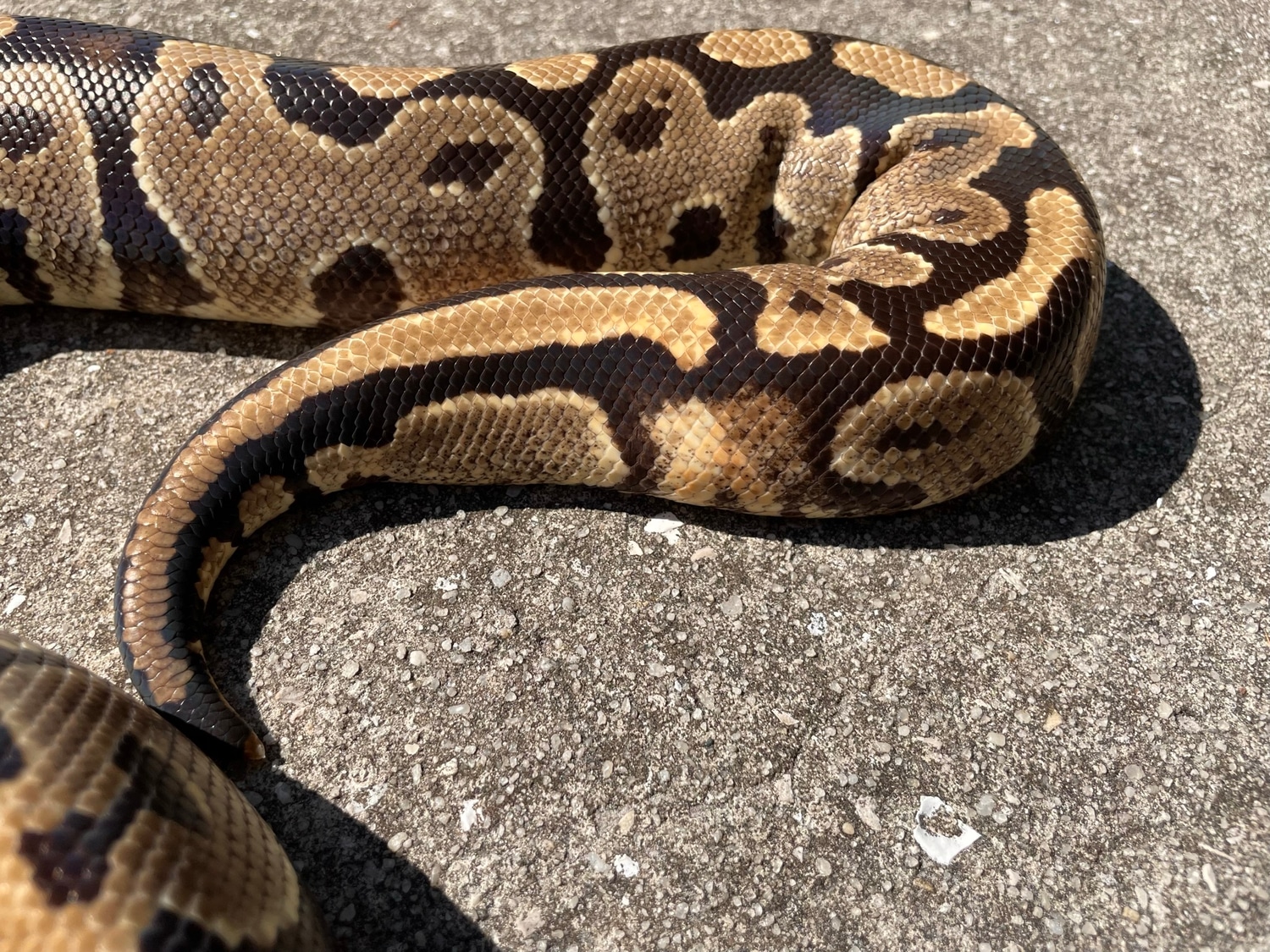Mandarin Fire Ball Python by The Florida Reptile Ranch - MorphMarket