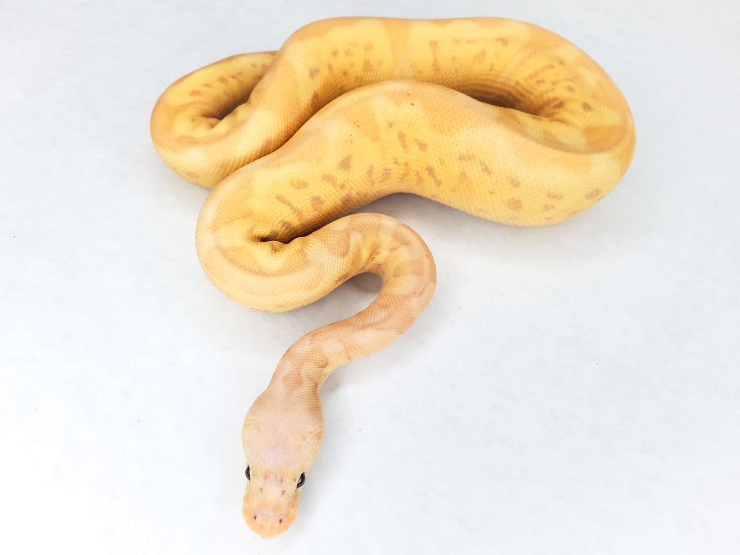 Clown Banana Pastel- Female Ball Python by The Florida Reptile Ranch ...