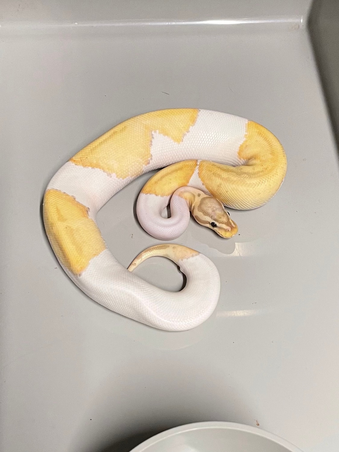 Pied Banana Pastel Ball Python by The Florida Reptile Ranch - MorphMarket