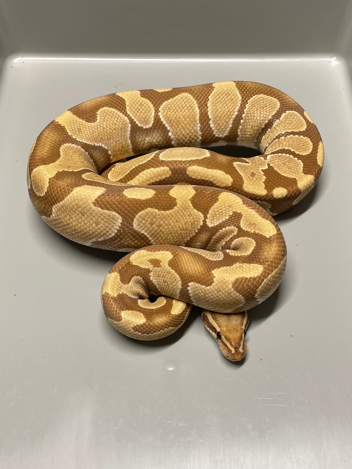 Ultramel DH Ghost Albino Ball Python by The Florida Reptile Ranch - MorphMarket