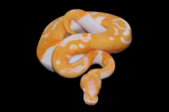 Albino Clown Pied Female Ball Python by The Florida Reptile Ranch