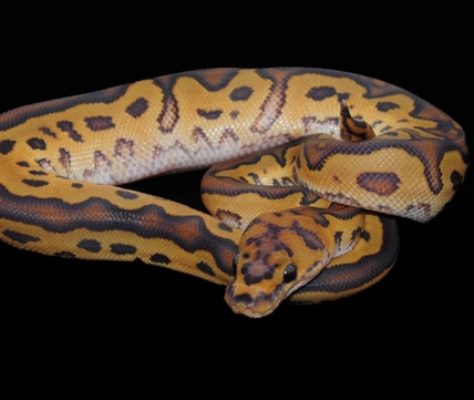 Clown Pied Het Albino Ball Python by The Florida Reptile Ranch ...