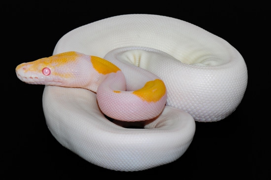 Albino Pinto Pied Female Ball Python by The Florida Reptile Ranch