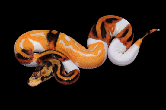 Candy Pied 50% Clown Male Ball Python by The Florida Reptile Ranch