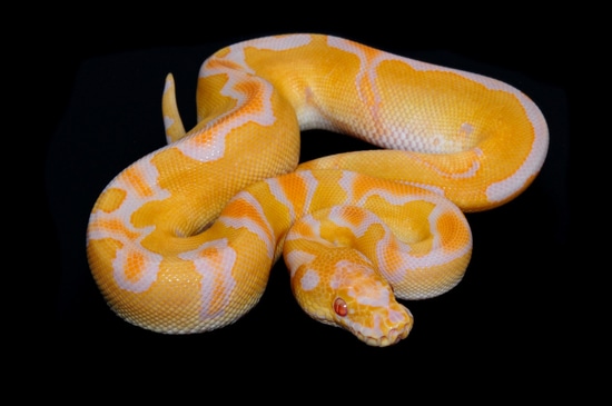 Candy Clown 50% Het Pied Male Ball Python by The Florida Reptile Ranch