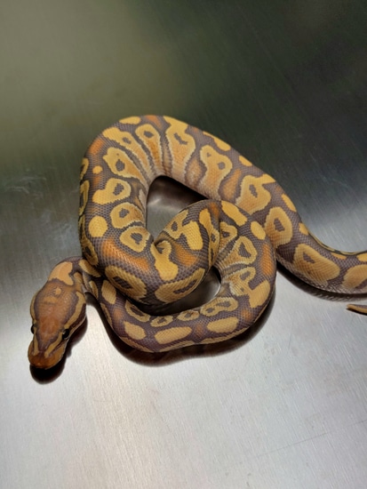 Caramel Glow Ball Python by Project X Reptiles