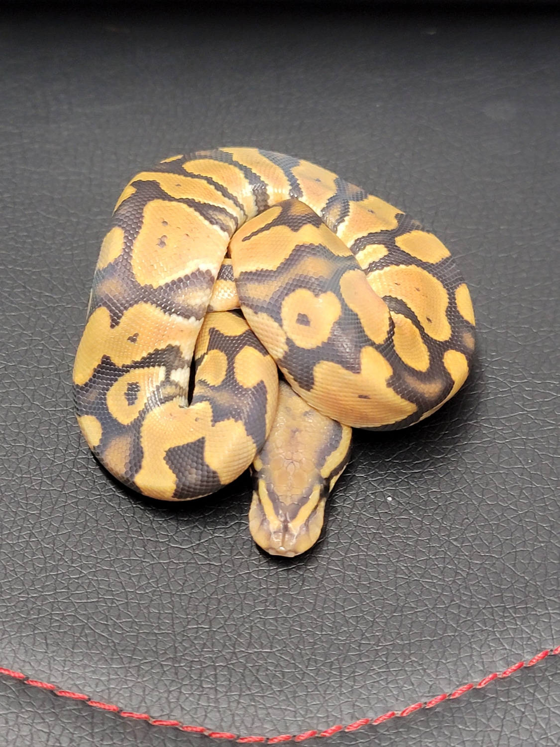 OD Hypo Het Caramel Ball Python by Project X Reptiles - MorphMarket