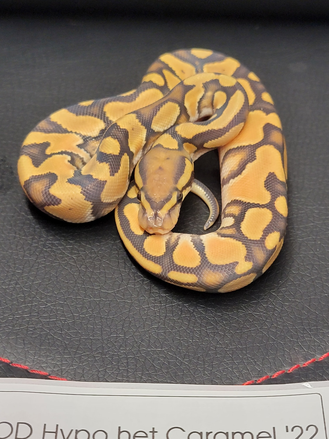 OD Hypo Het Caramel Ball Python by Project X Reptiles - MorphMarket