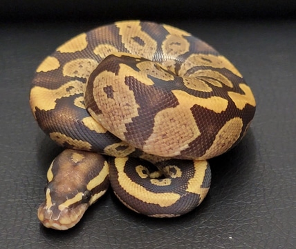 Clown Het Hypo Ball Python by Project X Reptiles - MorphMarket
