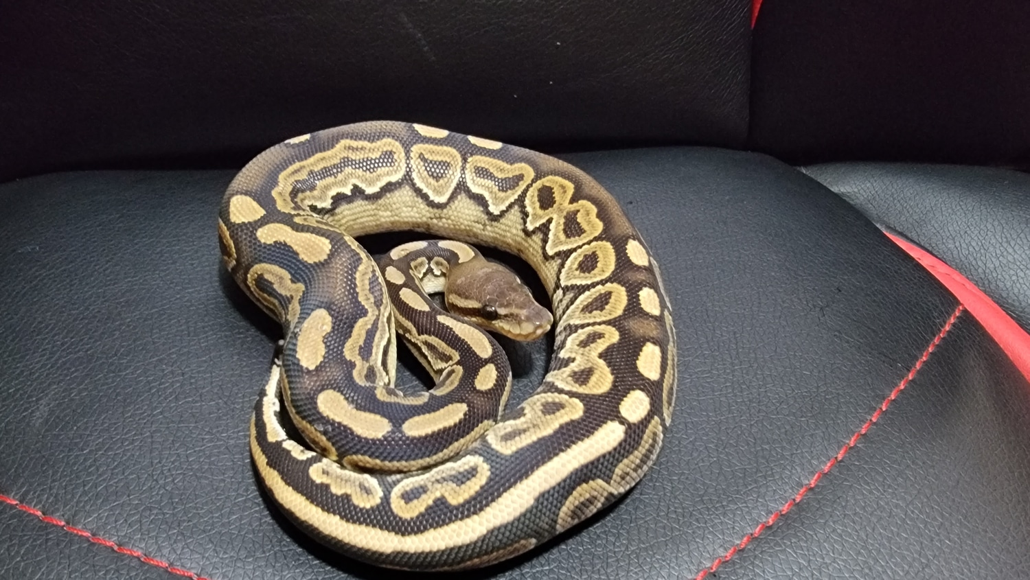 Cinnamon DH Hypo Clown Ball Python by Project X Reptiles - MorphMarket