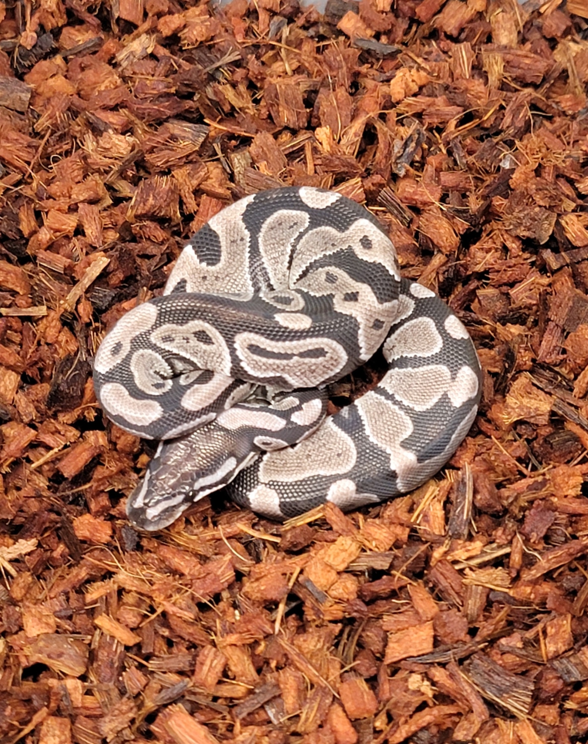 TSK Axanthic Het Hypo Ball Python by Project X Reptiles - MorphMarket