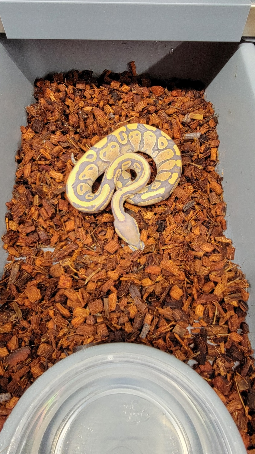 Fire Hypo Het TSK Axanthic(True Ghost) Ball Python by Project X ...