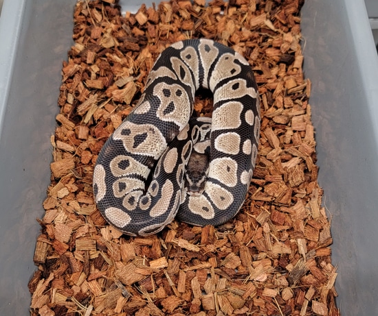 TSK Axanthic Ball Python by Project X Reptiles