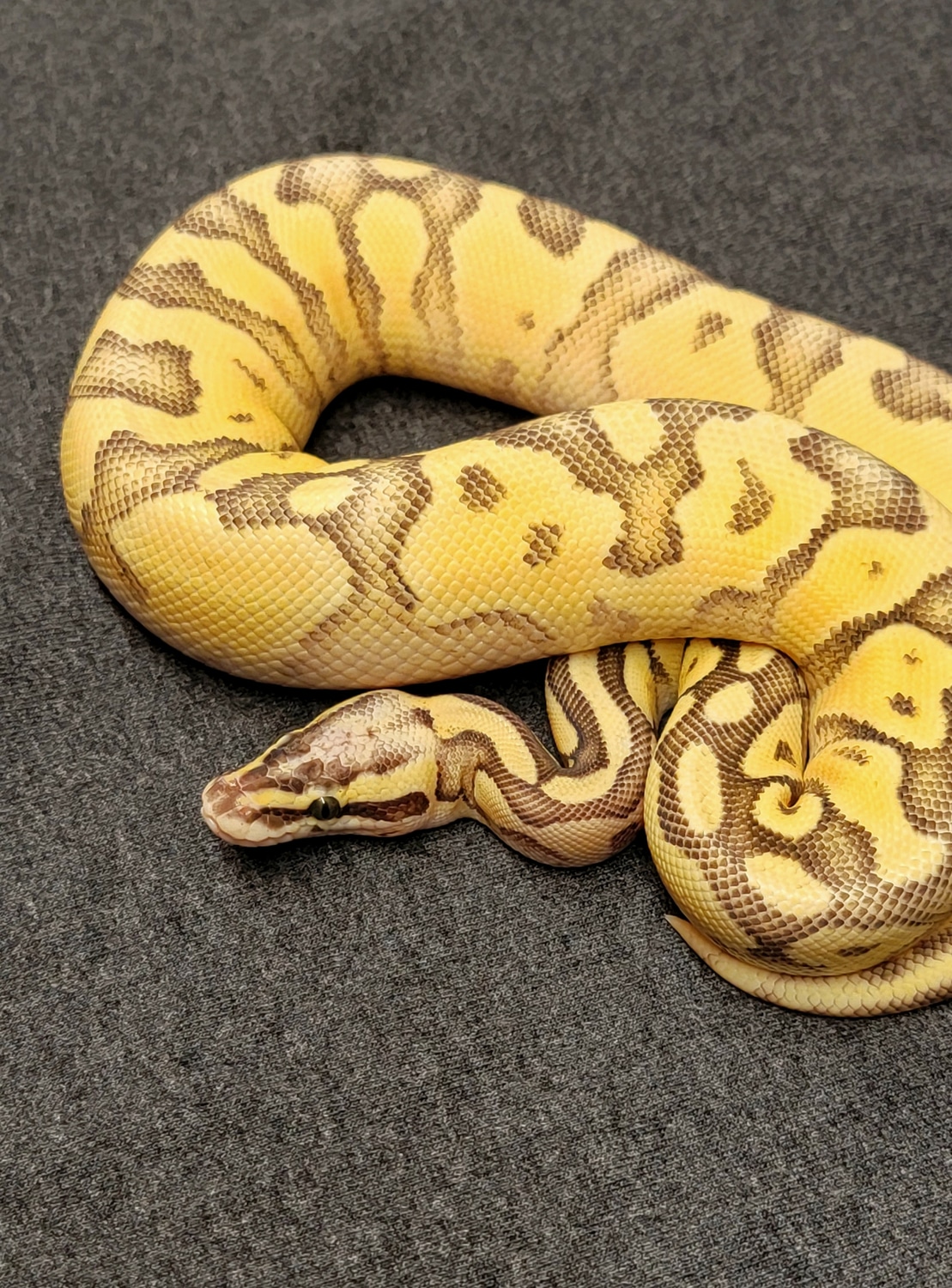 Enchi Firefly Het TSK Axanthic Ball Python by Project X Reptiles - MorphMarket
