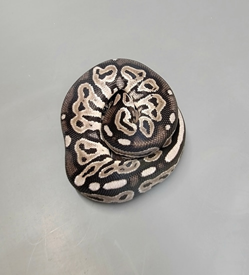 Black Pastel TSK Axanthic Ball Python by Project X Reptiles