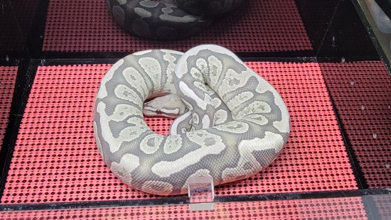 Fire TSK Axanthic True Ghost(Hypo) Ball Python by Project X Reptiles