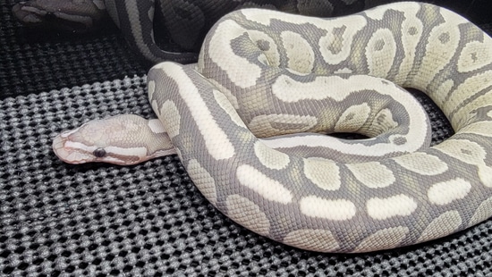 Fire TSK Axanthic True Ghost(Hypo) Ball Python by Project X Reptiles