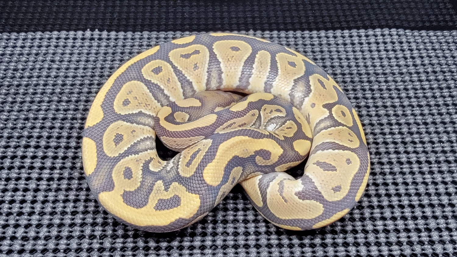 Hypo Het TSK Axanthic(True Ghost) Ball Python by Project X Reptiles ...