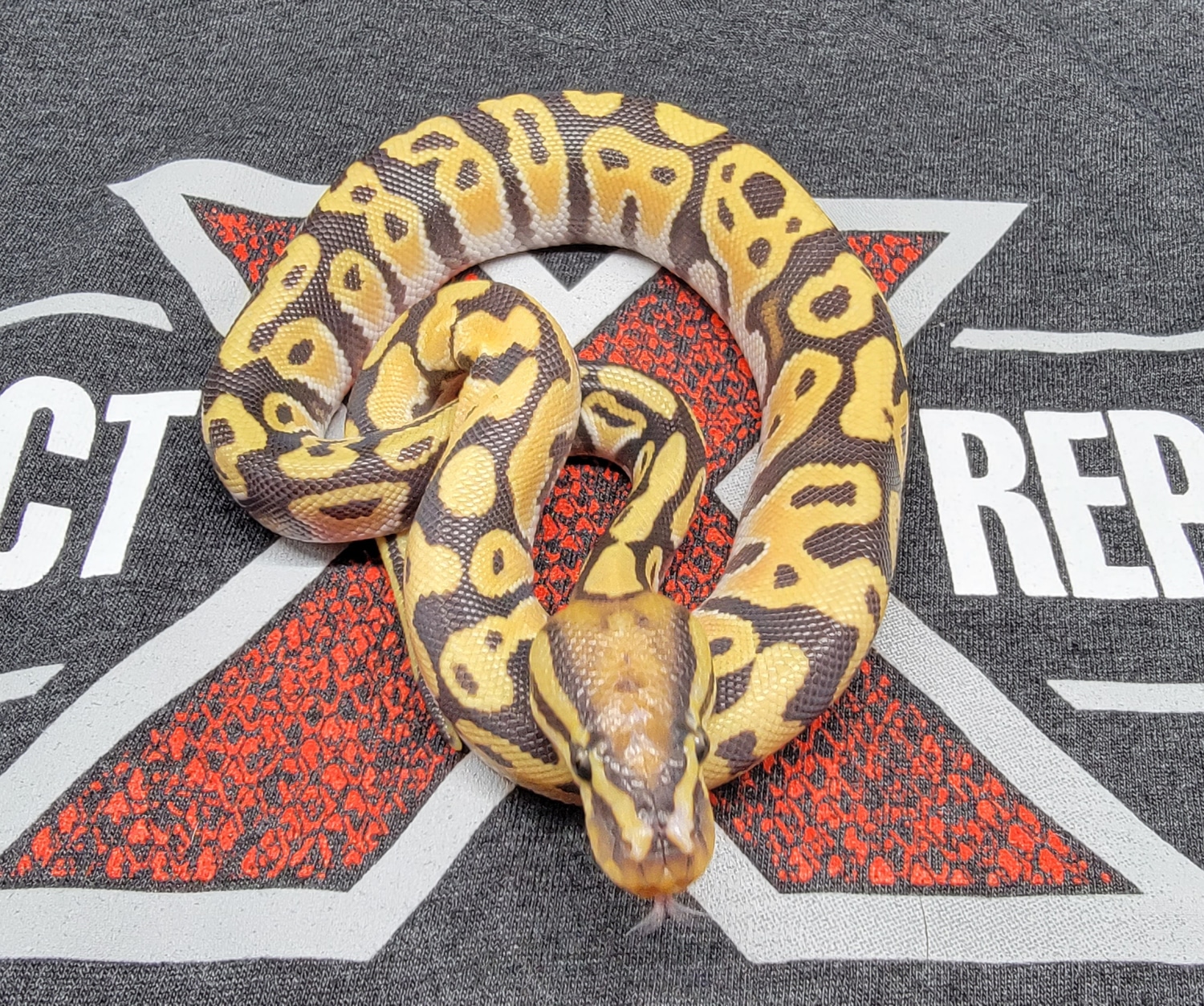 Orange Dream Hypo Ball Python by Project X Reptiles - MorphMarket