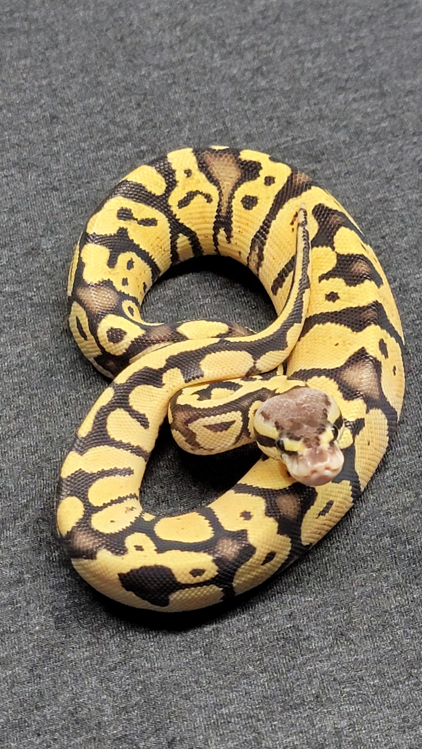 Pastel Orange Dream YB Het Desert Ghost Ball Python by Project X ...