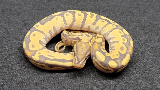 Orange Dream Fire Hypo Ball Python by Project X Reptiles