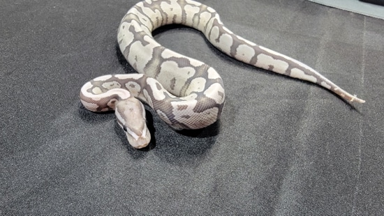 Fire TSK True Ghost(Axanthic Hypo) Ball Python by Project X Reptiles