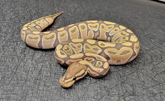 Hypo Het Caramel Ball Python by Project X Reptiles