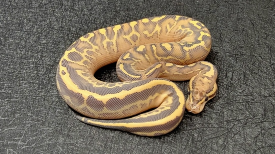 Leopard Highway Ball Python by Project X Reptiles