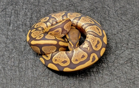 Hypo Het TSK Axanthic(True Ghost) Ball Python by Project X Reptiles
